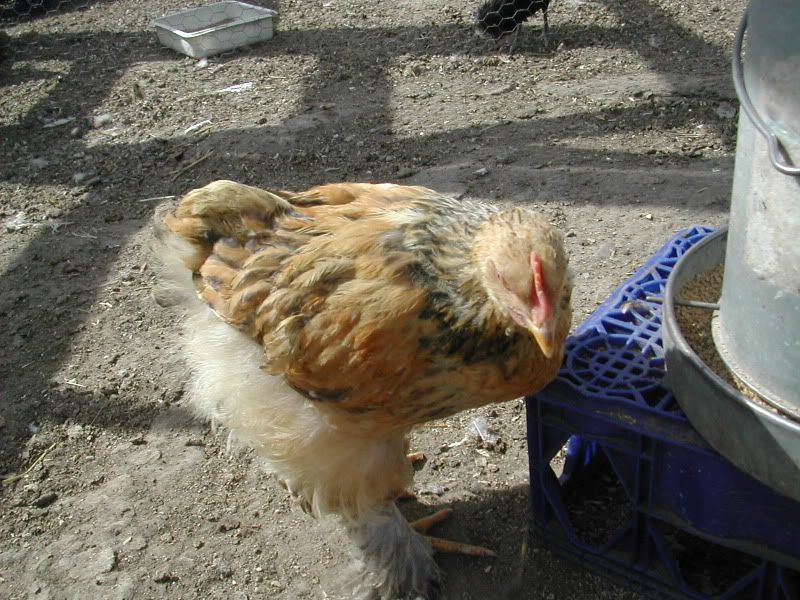 projects: LF buff columbian, blue laced red & lemon blue cochins | BackYard Chickens - Learn How ...